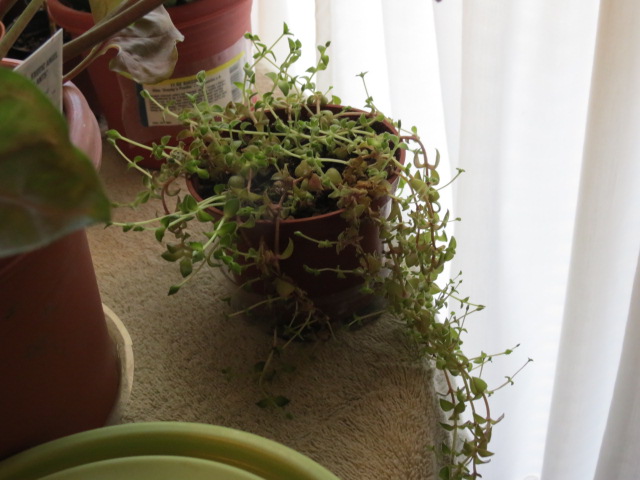 Crassula capitella subsp. thyrsiflora (Aka. ‘Caput Minima’) « The ...