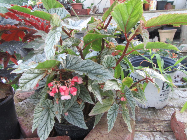 Begonia ‘Don Miller’ (aka. ‘Frosty’) « The Belmont Rooster