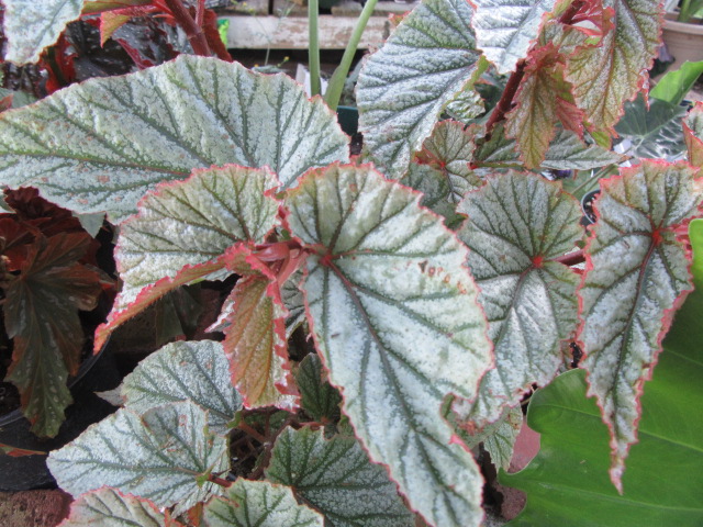 Begonia ‘Don Miller’ (aka. ‘Frosty’) « The Belmont Rooster