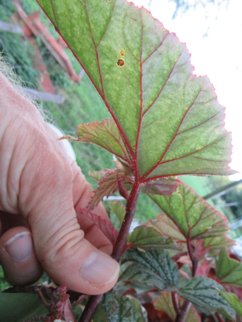 Begonia ‘Don Miller’ (aka. ‘Frosty’) « The Belmont Rooster