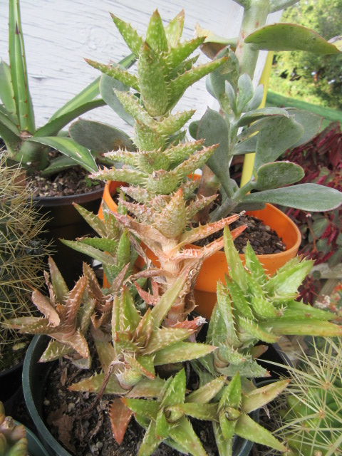 Aloe juvenna (Tiger Tooth Aloe) « The Belmont Rooster