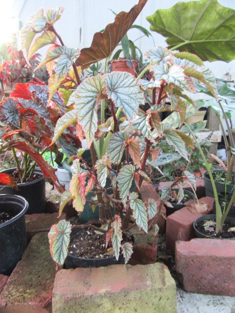 Begonia ‘Don Miller’ (aka. ‘Frosty’) « The Belmont Rooster