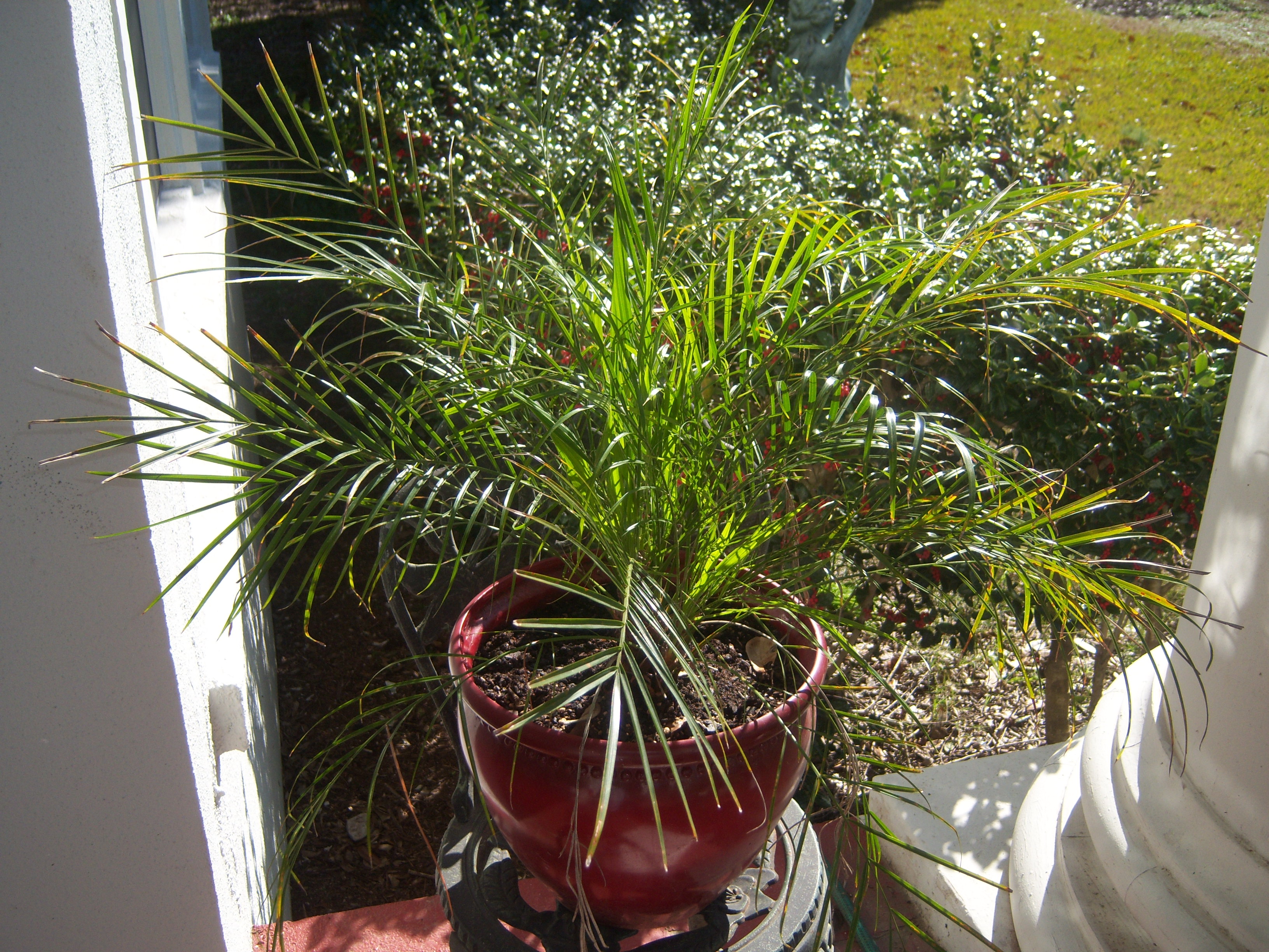 Chamaedorea elegans (Parlor Palm) « The Belmont Rooster