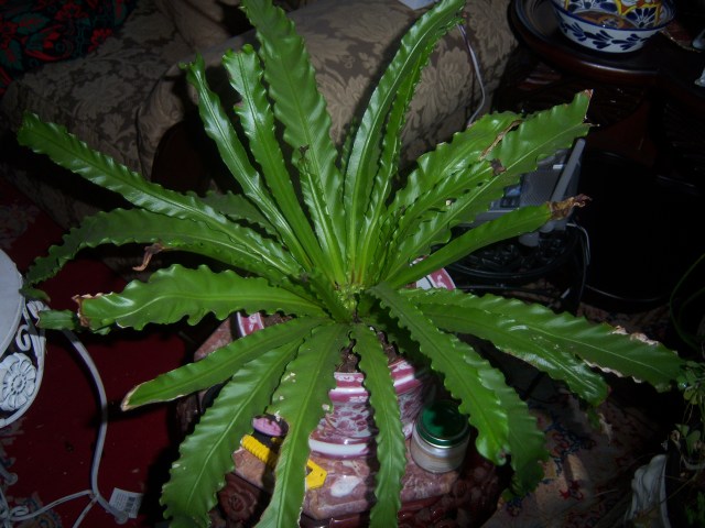 Asplenium nidus (Bird’s Nest Fern) « The Belmont Rooster