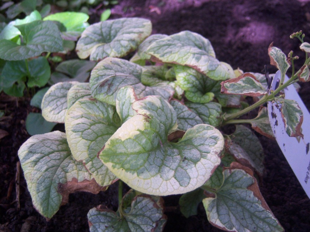 Brunnera macrophylla ‘King’s Ransom’ (Siberian Bugloss, Heart-Leaf ...