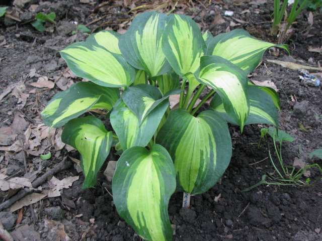 Hosta ‘Dream Queen’ « The Belmont Rooster