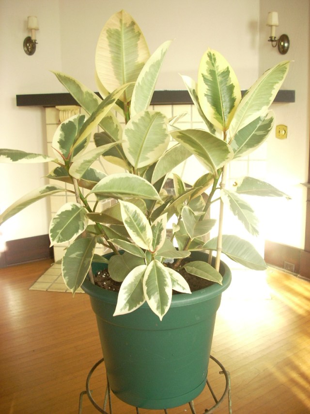 Ficus elastica ‘Variegata’ (Variegated Rubber Plant) « The Belmont Rooster