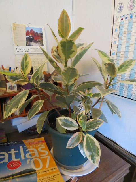 Ficus elastica ‘Variegata’ (Variegated Rubber Plant) « The Belmont Rooster