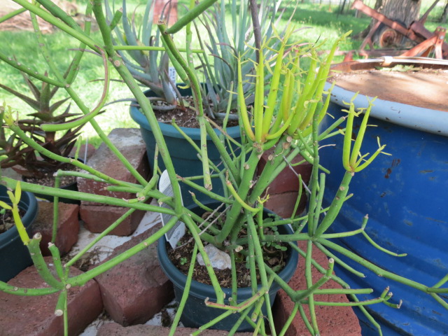 Euphorbia tirucalli ‘Rosea’ (Firesticks, Pencil Tree) « The Belmont Rooster