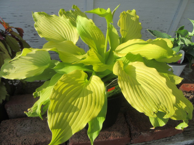 Hosta ‘Dancing Queen’ « The Belmont Rooster