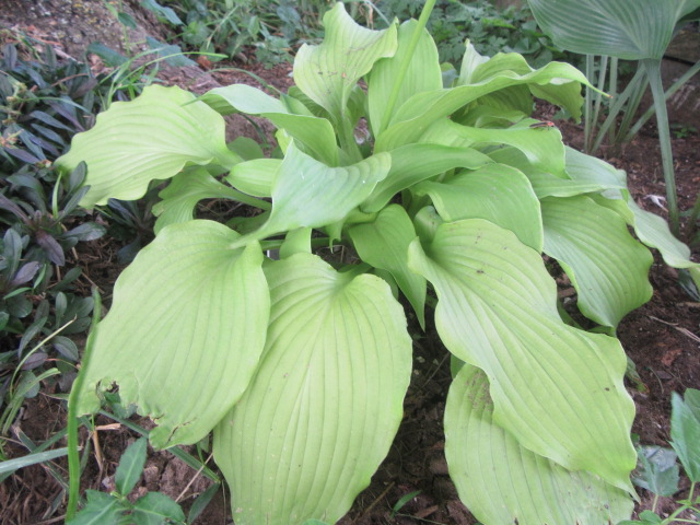 Hosta ‘Dancing Queen’ « The Belmont Rooster