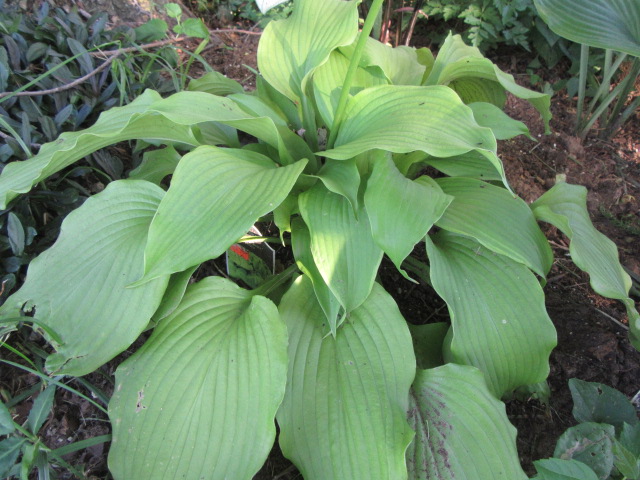 Hosta ‘Dancing Queen’ « The Belmont Rooster