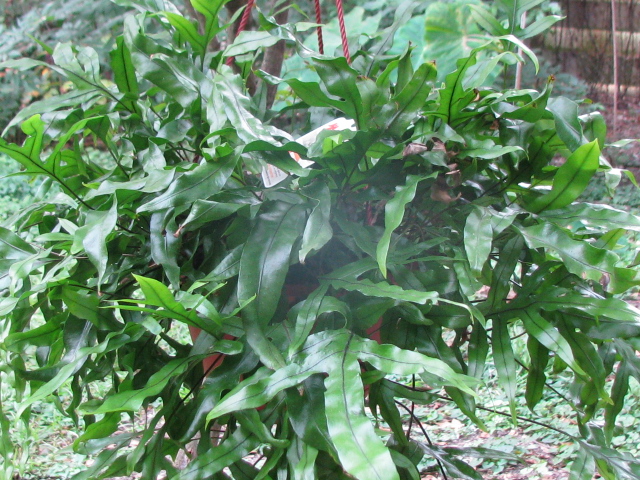 Lecanopteris pustulata (Kangaroo Paws Fern) « The Belmont Rooster