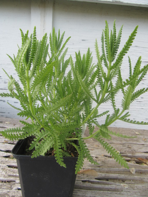 Lavandula dentata (French Lavender, Fringed Lavender) « The Belmont Rooster