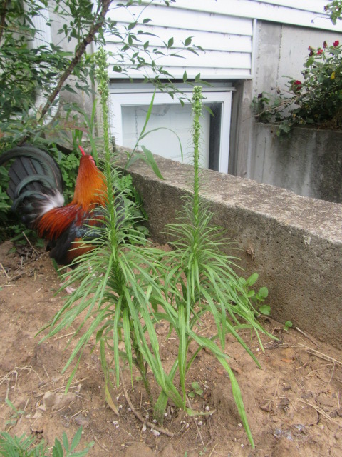 Liatris spicata (Blazing Star) « The Belmont Rooster