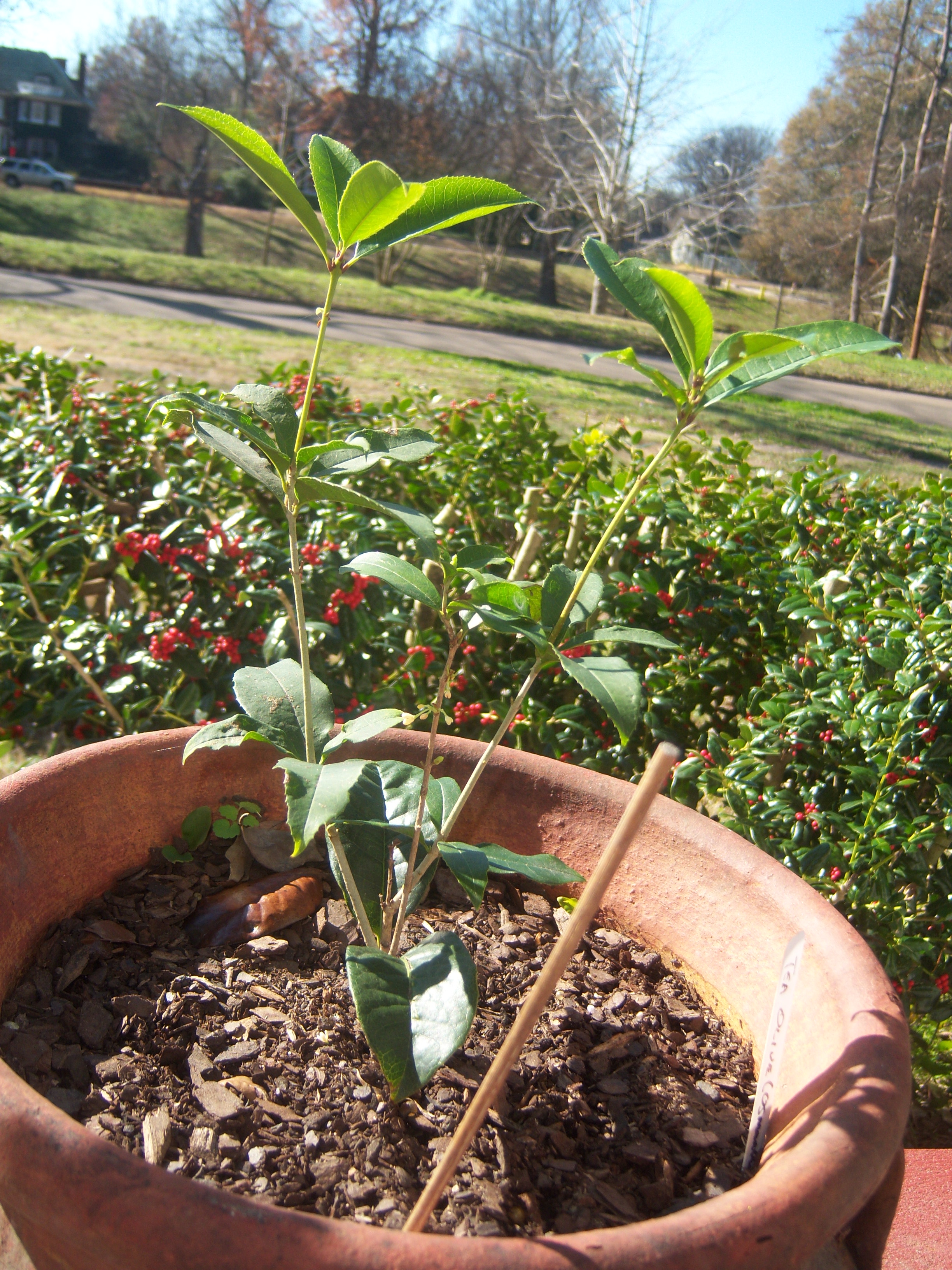 Osmanthus fragrans (Tea Olive, Fragrant Olive) « The Belmont Rooster