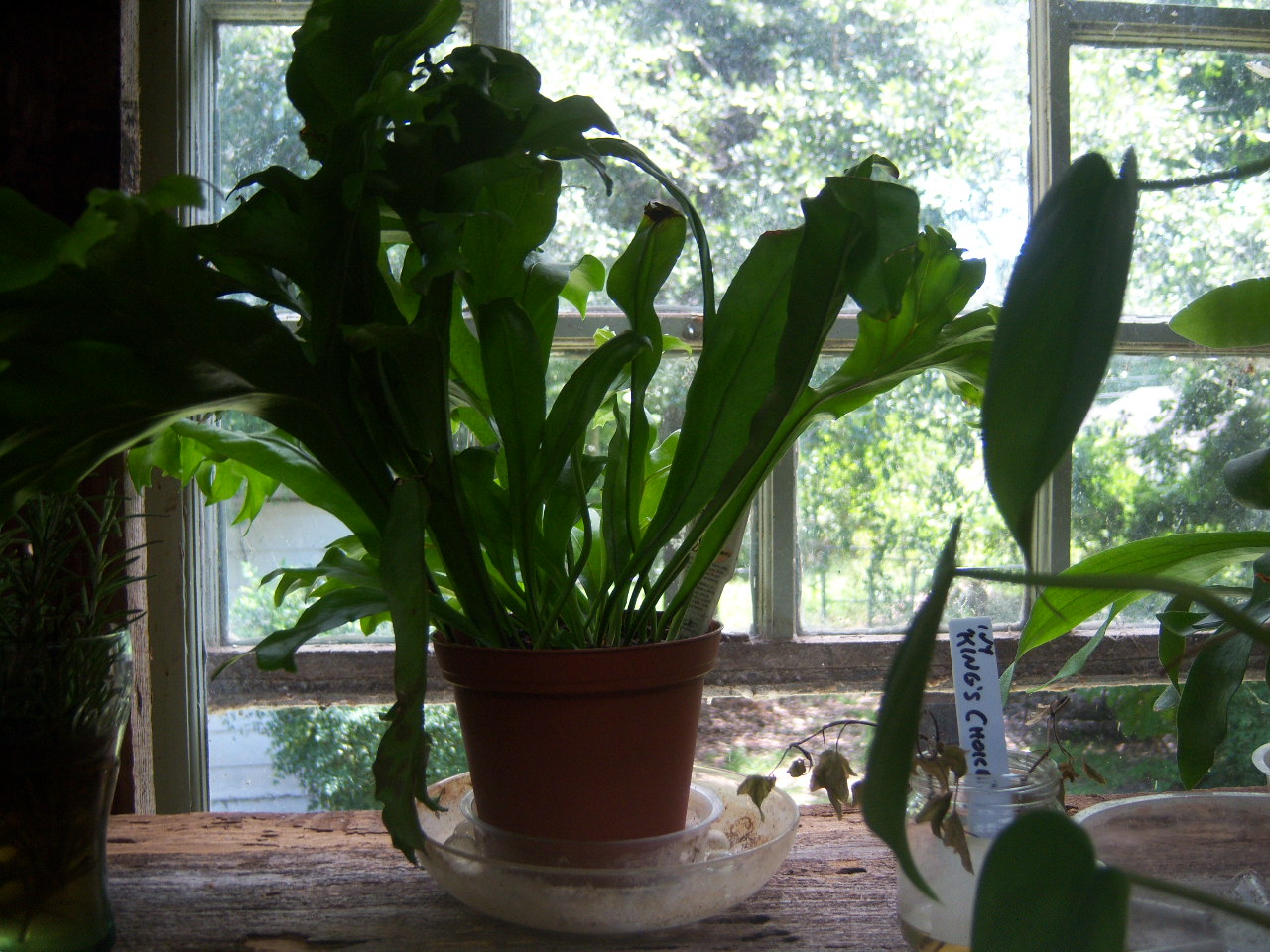 Microsorum punctatum (Syn. Polypodium punctatum) ‘Grandiceps’ (Dwarf ...