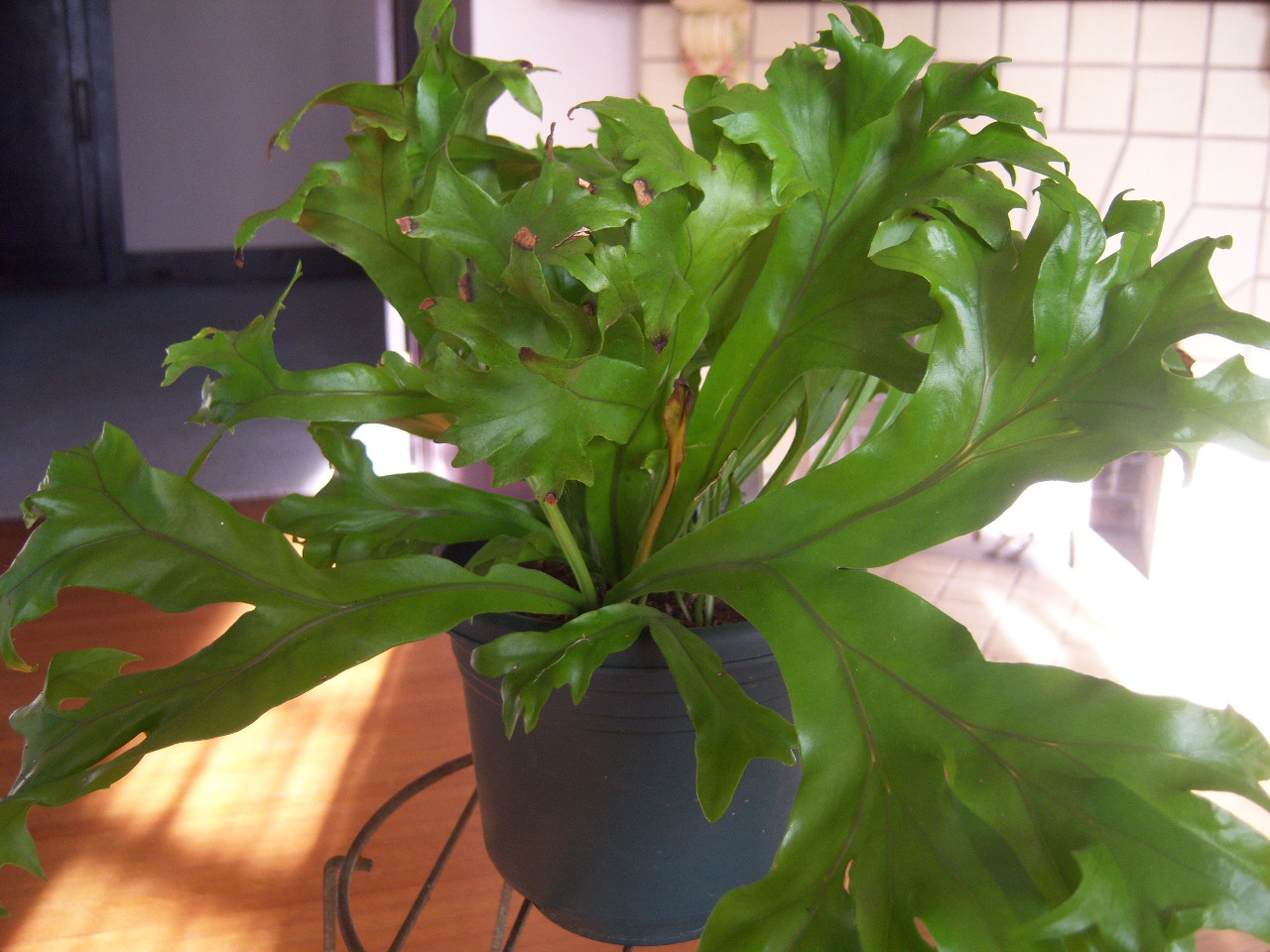 Microsorum punctatum (Syn. Polypodium punctatum) ‘Grandiceps’ (Dwarf ...