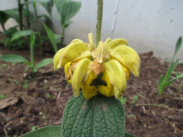 Phlomis ‘Edward Bowles’ (Jerusalem Sage) « The Belmont Rooster