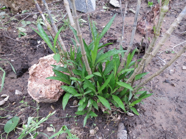 Ruellia simplex (Mexican Petunia) « The Belmont Rooster
