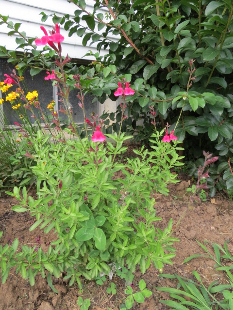 Salvia greggii ‘Furman’s Red’ (Autumn Sage) « The Belmont Rooster