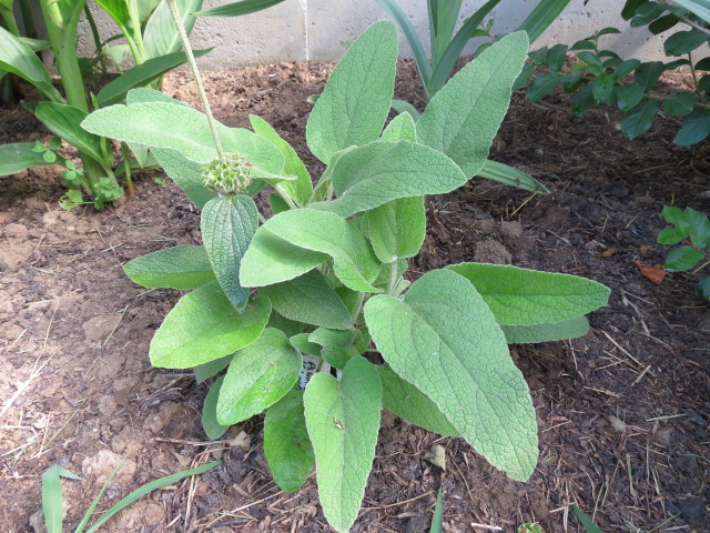 Phlomis ‘Edward Bowles’ (Jerusalem Sage) « The Belmont Rooster