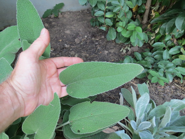 Phlomis ‘Edward Bowles’ (Jerusalem Sage) « The Belmont Rooster