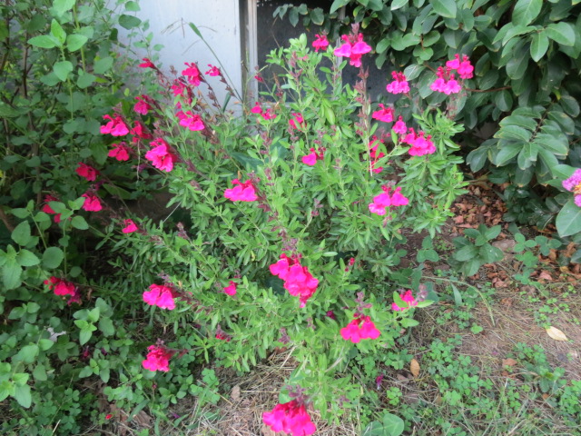 Salvia greggii ‘Furman’s Red’ (Autumn Sage) « The Belmont Rooster