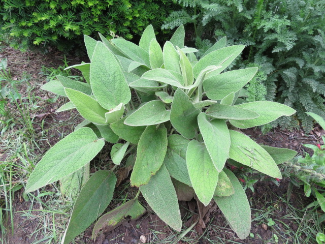 Phlomis ‘Edward Bowles’ (Jerusalem Sage) « The Belmont Rooster
