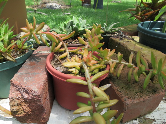 Sedum adolphi (Golden Sedum) « The Belmont Rooster
