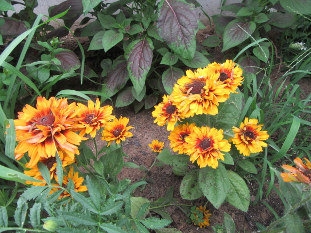 Rudbeckia hirta ‘Cherokee Sunset’ (Gloriosa Daisy, Black-Eyed Susan ...