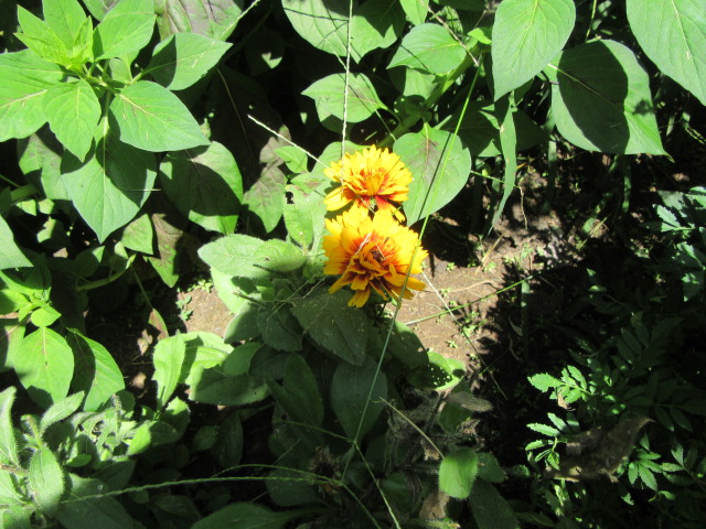 Rudbeckia hirta ‘Cherokee Sunset’ (Gloriosa Daisy, Black-Eyed Susan ...