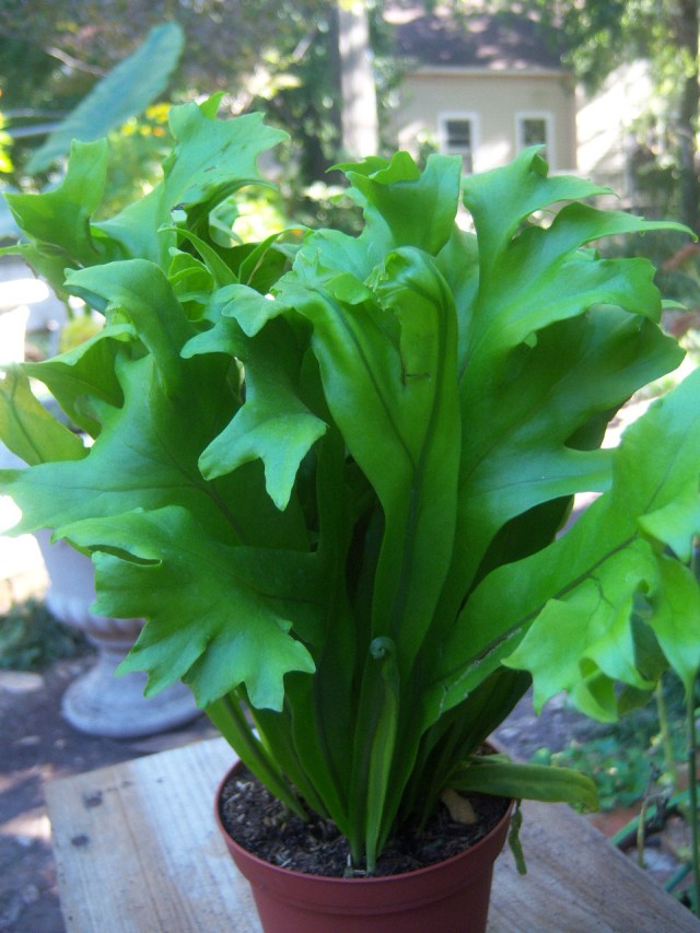 Microsorum punctatum (Syn. Polypodium punctatum) ‘Grandiceps’ (Dwarf ...
