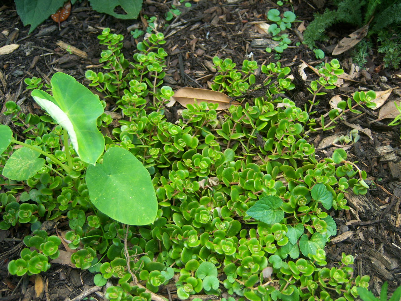 Sedum tetractinum (Chinese Stonecrop) « The Belmont Rooster