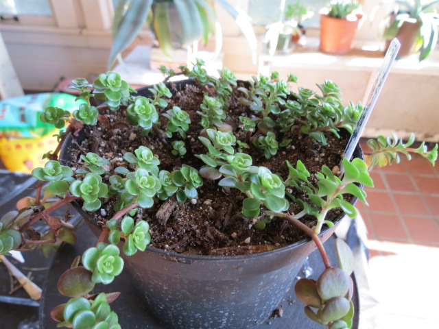 Sedum tetractinum (Chinese Stonecrop) « The Belmont Rooster