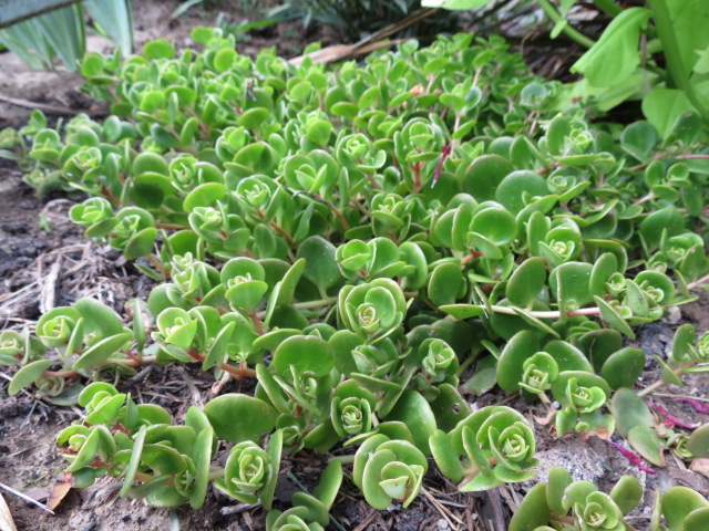Sedum tetractinum (Chinese Stonecrop) « The Belmont Rooster