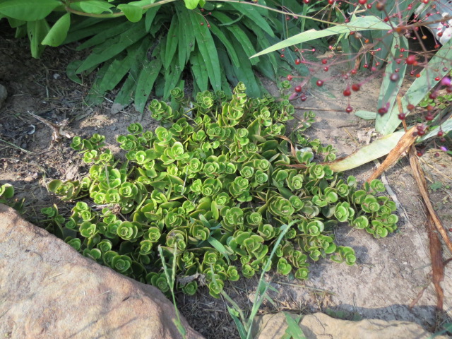 Sedum tetractinum (Chinese Stonecrop) « The Belmont Rooster