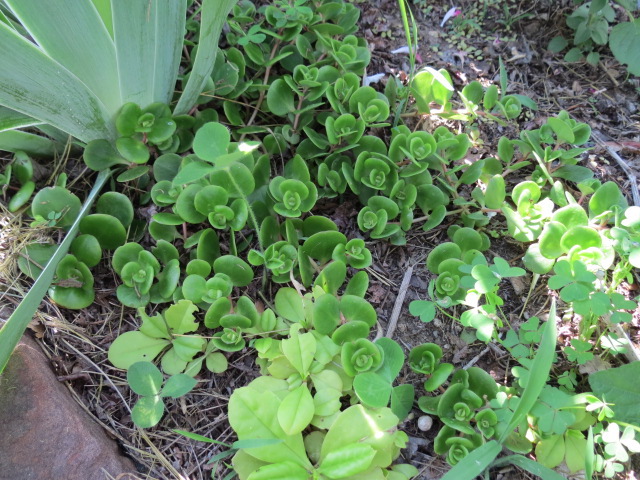 Sedum tetractinum (Chinese Stonecrop) « The Belmont Rooster