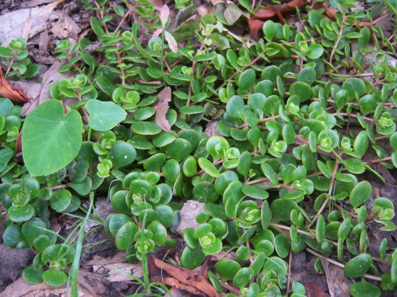 Sedum tetractinum (Chinese Stonecrop) « The Belmont Rooster