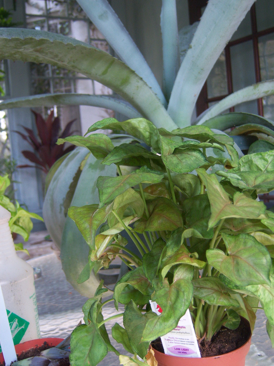 Syngonium podophyllum ‘Cream’, ‘Exotic’, and ‘Maria Allusion ...