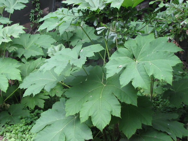 Tetrapanax papyrifer (Rice Paper Plant) « The Belmont Rooster