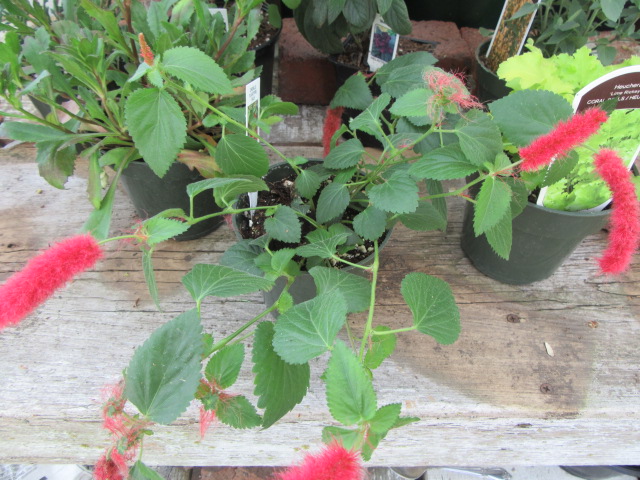 Acalypha pendula (Dwarf Chenille Plant, Firetail, ETC) « The Belmont ...