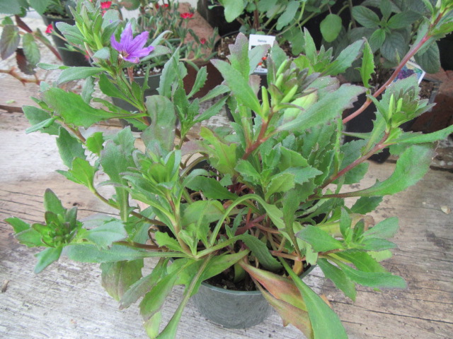 Scaevola aemula (Fan Flower, Etc.) « The Belmont Rooster