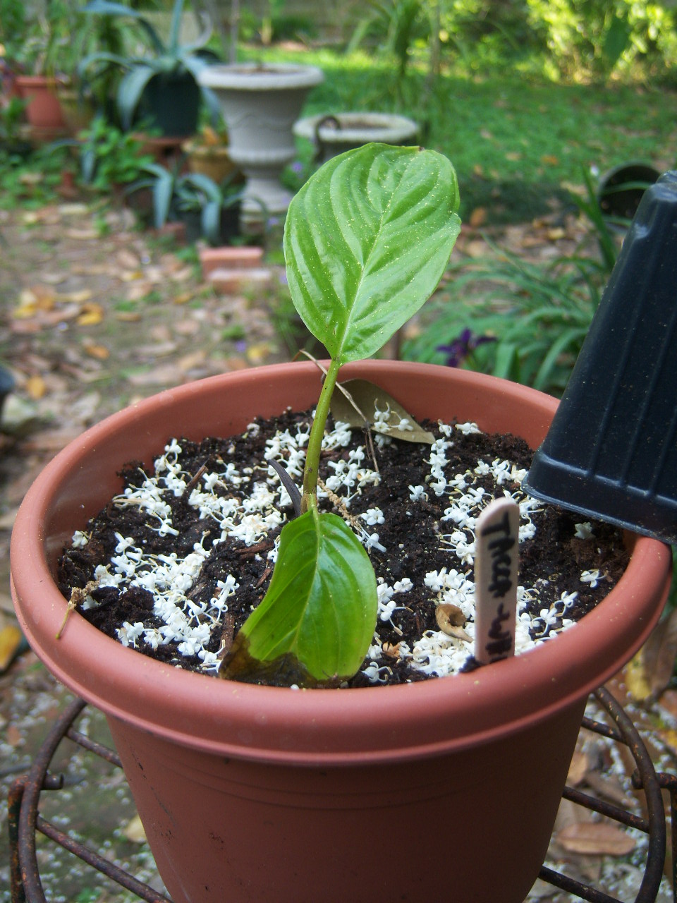 Tacca integrifolia (White Bat Flower) « The Belmont Rooster