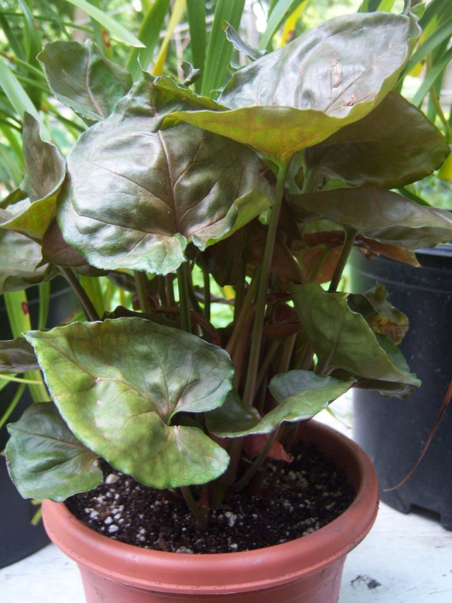 Syngonium podophyllum ‘Cream’, ‘Exotic’, and ‘Maria Allusion ...