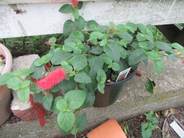 Acalypha pendula (Dwarf Chenille Plant, Firetail, ETC) « The Belmont ...