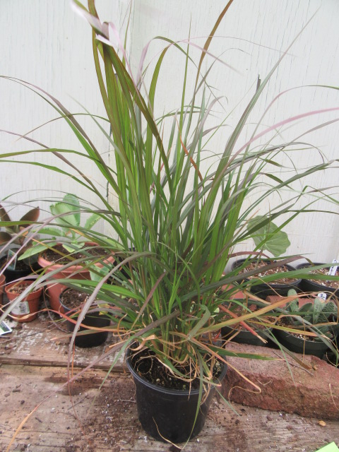 Cenchrus setaceus ‘Rubrum’ (Syn. Pennisetum setaceum) (Purple Fountain ...