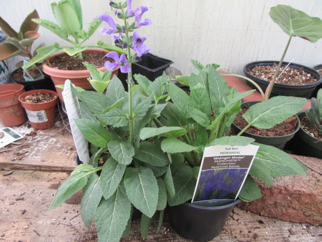 Salvia pratensis ‘Midnight Model’ (Meadow Sage) « The Belmont Rooster