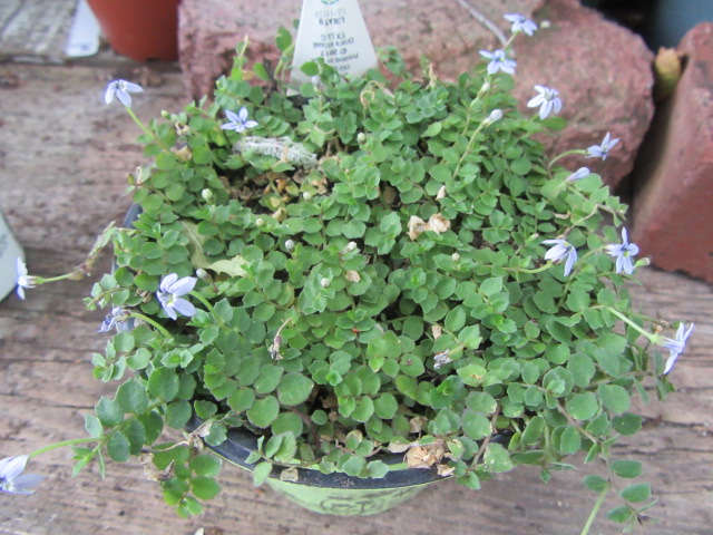 Isotoma fluviatilis (Blue Star Creeper) « The Belmont Rooster