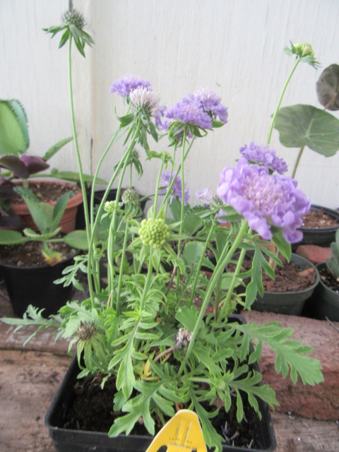 Scabiosa columbaria “Blue Note’ (Dwarf Pincushion) « The Belmont Rooster
